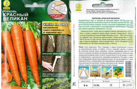 Сорта моркови: лучшие семена для Сибири, самые урожайные и морозостойкие