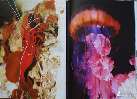 Книга: Мир моря - Эмма Сэл. Купить книгу, читать рецензии | Лабиринт
