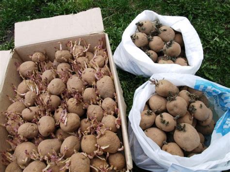 Проращивание картофеля перед посадкой: сроки, способы