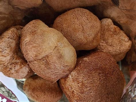 ЕЖОВИК ГРЕБЕНЧАТЫЙ купить. Львиная Грива Герициум Ежевик гриб Качество ...