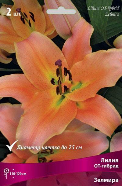 Лилия Зелмира (ОТ-гибрид) купить в интернет-магазине Чистый Мир.
