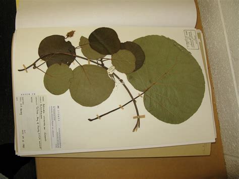 Wirtualny atlas roślin: Aktinidia chińska / Actinidia chinensis
