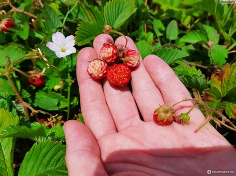 Ягода Земляника - «Душистая сладкая земляника прямо в саду 🍓. Ягодка ...