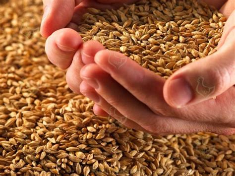 Как прорастить зерно для кур: какое лучше давать и состав смеси ...