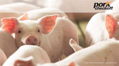 USDA Quarterly Hogs and Pigs Report Webinar: Dec. 23rd | Morning Ag Clips