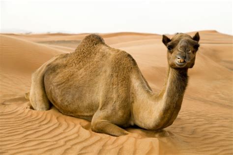 camel - OneKindPlanet