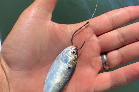 The Fisherman - The Ultimate Fishing Authority in The Northeast