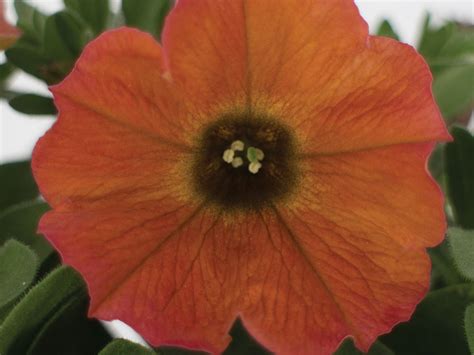 Petchoa Hybrida Beautical® | Sakata