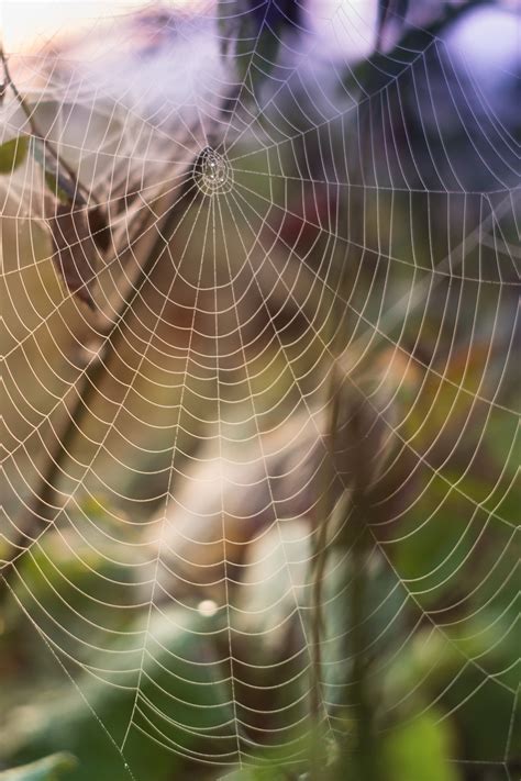 Cobweb Free Stock Photo - Public Domain Pictures