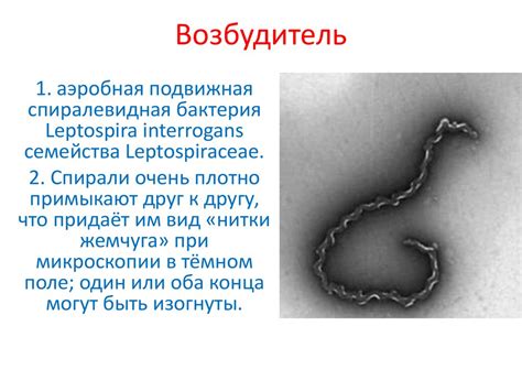 Лептоспироз. Возбудители болезни - презентация онлайн