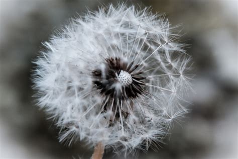 soffione | JuzaPhoto