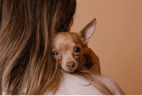 Can pet fleas live on human hair? - Itch Pet | Itch Pet