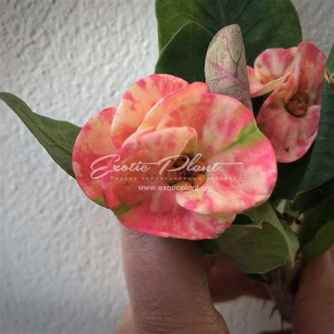 Euphorbia / Эуфорбия, или молочай, каталог | EXOTIC PLANT Редкие ...