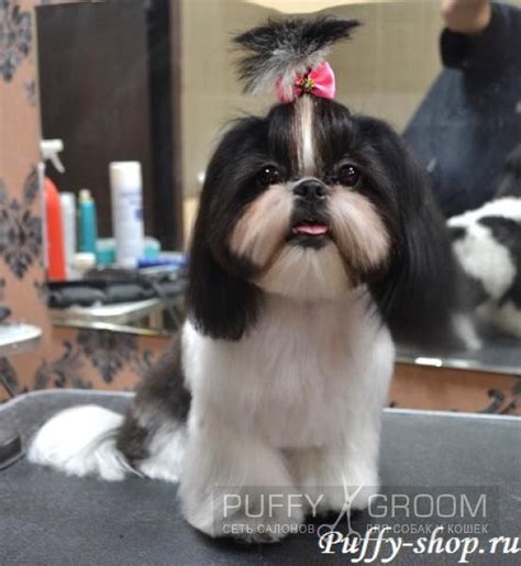 Стрижка Ши-Тцу - груминг в Москве - цена в салонах Puffy-Groom