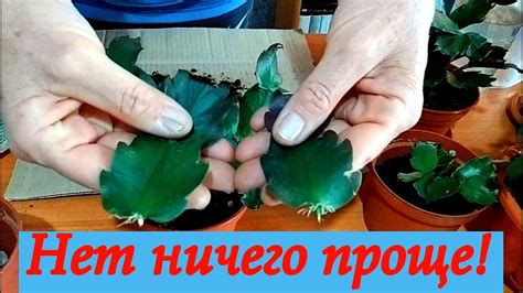 Размножение декабриста из черенков. Как это сделать правильно. Два ...