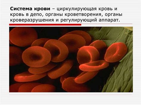 Общие представления о системе крови - презентация онлайн