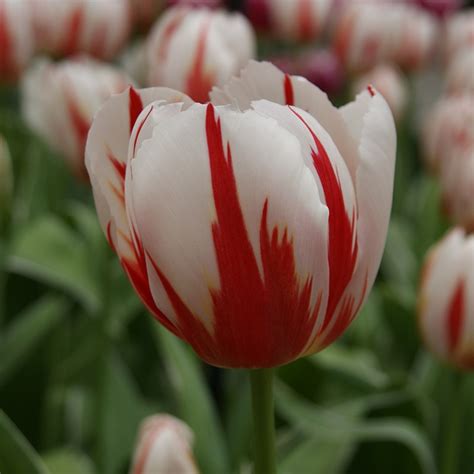 Tulip Happy Generation® | 2118
