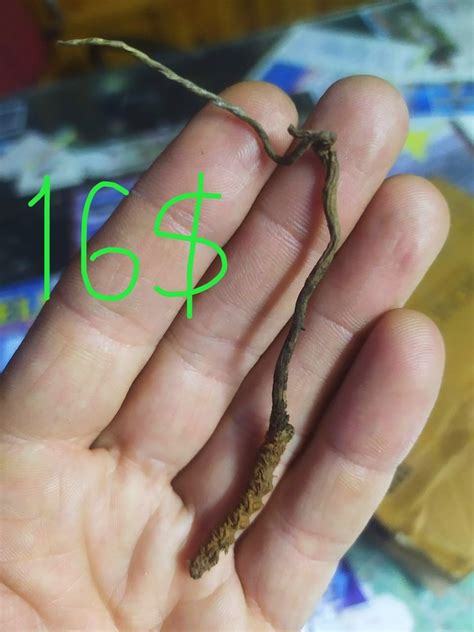 Кордицепс из Индии (Кордицепс китайский - Ophiocordyceps sinensis ...