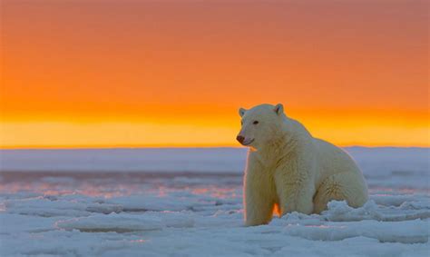 Белые полярные медведи любуются закатом: фотоцикл с Аляски