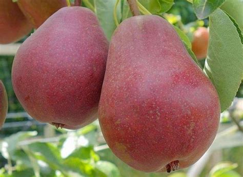 Саженцы груши Диколор: продажа, цена в Черновцах. Семена, саженцы и ...