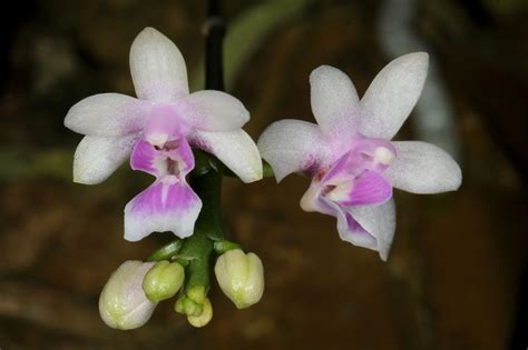 Phalaenopsis deliciosa 2017-04-10 02 | Orchid flower, Orchid images ...