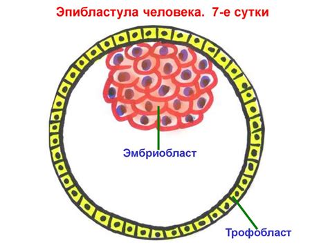 Эмбриология человека - презентация онлайн