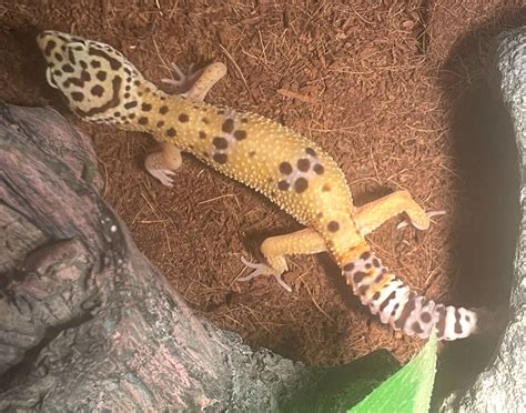 Morph Identification Please - Leopard Geckos - MorphMarket Reptile ...