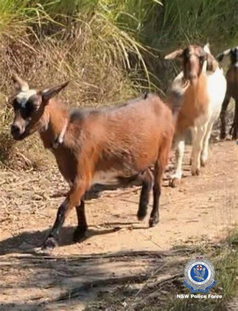 Miniature goats have been stolen from a property at Bobin | NSW