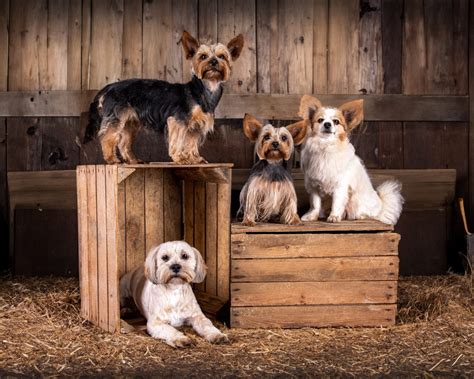 Dog Portraits - Studio Photoshoots - Barking Mad Pet Photography