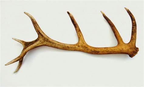 EVERYTHING ABOUT ARCHAEOLOGY: WHAT IS THE ANTLER