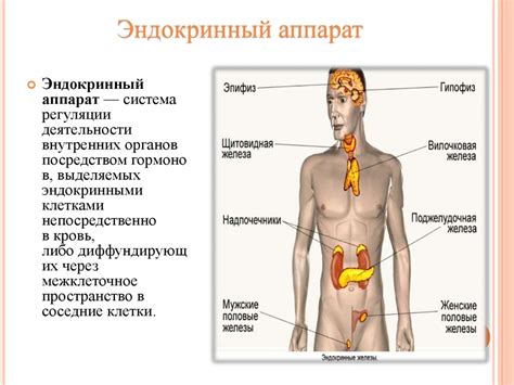 Особенности становления эндокринного аппарата - презентация онлайн