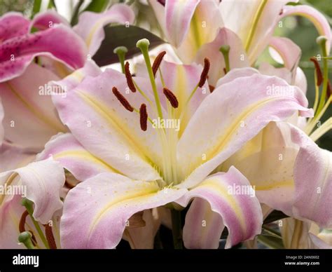 LILIUM TOM POUCE Stock Photo - Alamy