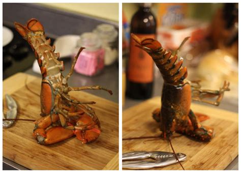 How To Cook A Lobster Humanely - Respectprint22