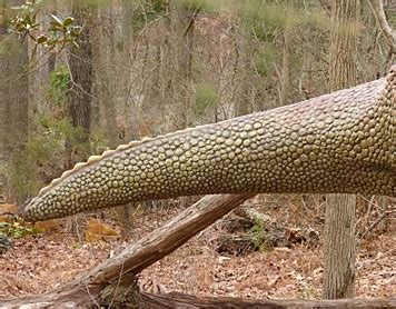 Dino Quiz | Nature Watch