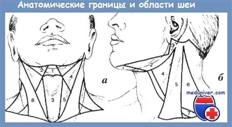 Резаные раны шеи - характеристика