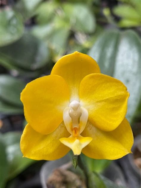 Phal. Sogo Shito 2.5''