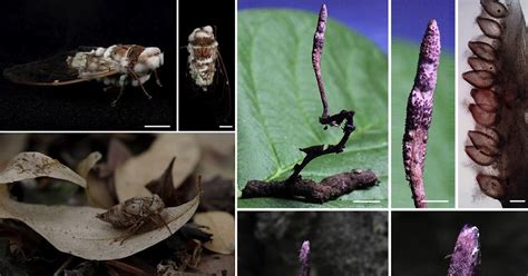 Species New to Science: [Fungi • 2020] Revisiting Metarhizium and the ...