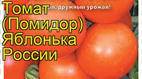 Томат Яблонька России. Краткий обзор, описание характеристик, где ...
