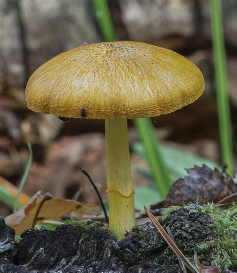 Плютей Фенцля (Pluteus fenzlii) фото и описание