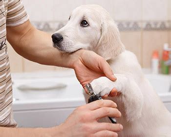 Как правильно подстричь когти собаке? | 101dog.ru