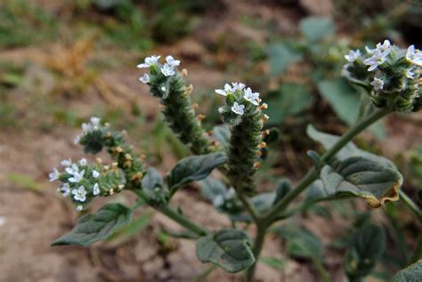Heliotropium europaeum (Heliotropiaceae) image 127094 at PhytoImages ...