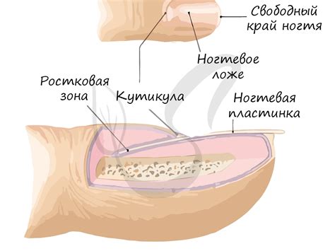 Кожа, подготовка к ЕГЭ по биологии