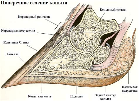 Строение копыта | Профимол