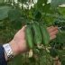 Огурец Кон Амор: описание и характеристики сорта, правила посадки и ...