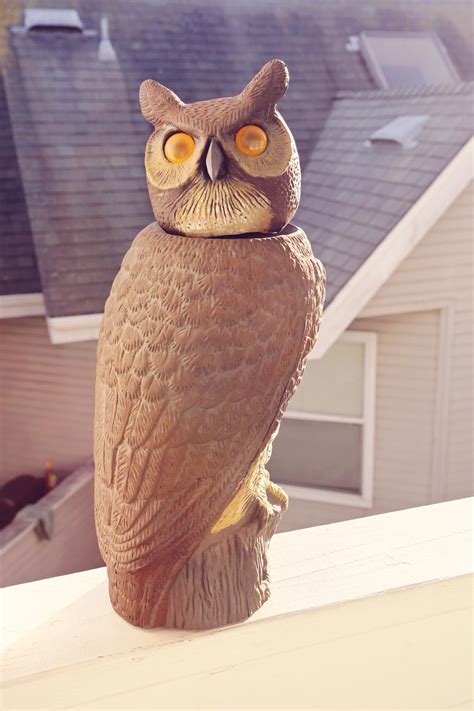 Reduce Bird Activity - OMNIS Pest Control