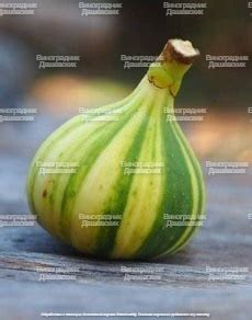 Инжир Панаше (Тигровый ) — Виноградник Дашевских