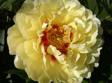 Bartzella Peony - Google Search Lost did not even come up, | Itoh ...