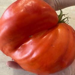 Томат Древнее сердцеАкви Терме: описание сорта, ОТЗЫВЫ (6) | tomatland.ru