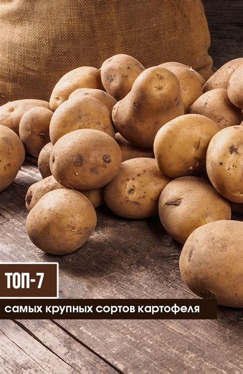ТОП-7 самых крупных сортов картофеля | Картофель, Картошка, Овощи