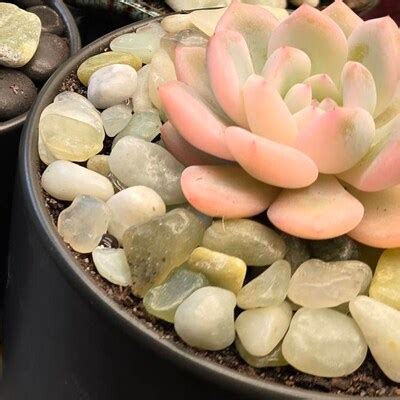 Echeveria Thriller Pearl - Etsy